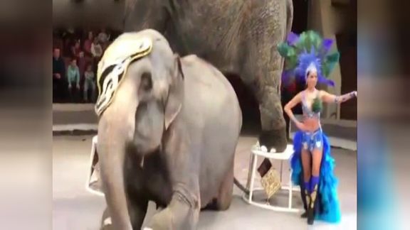 这是最可爱的大象表演,没有之一,大人小孩都喜欢看