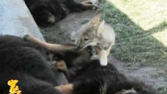 家事:都说狼非常狡诈,在这场狼獒大战中,藏獒被小狼玩弄于鼓掌