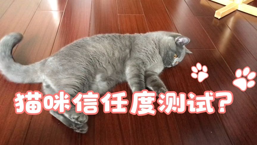 今天和毛孩子一起完成了很火的猫咪信任度测试。大家看结果如何?