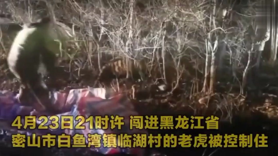黑龙江进村的东北虎已被控制