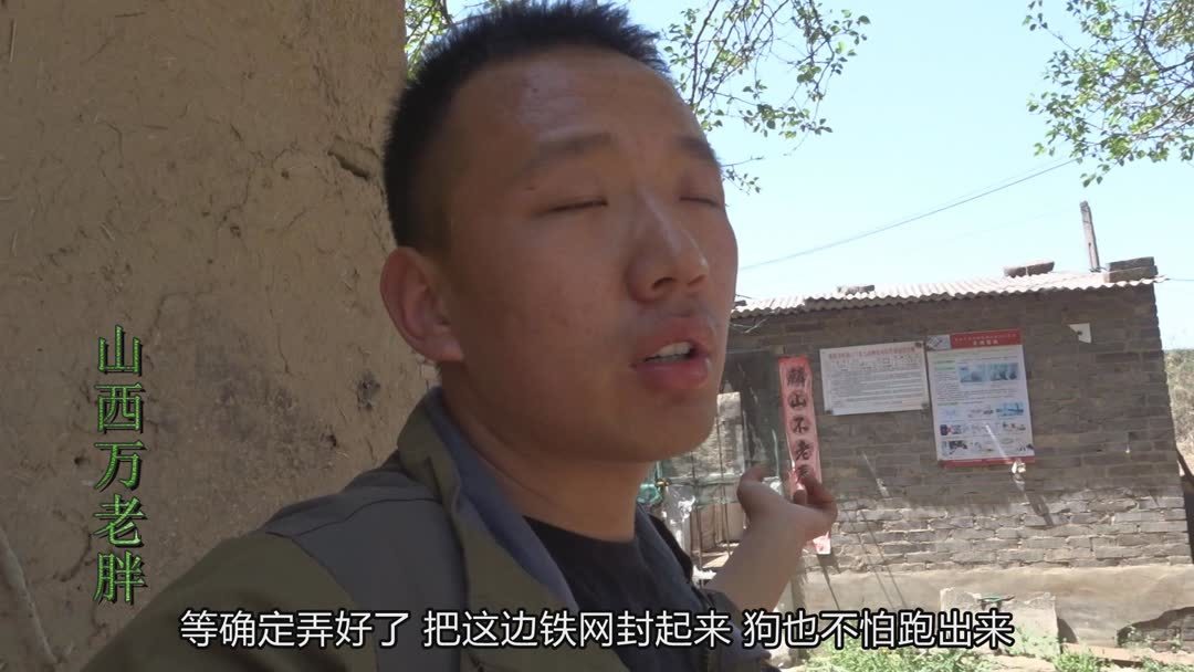 旧猪圈改造狗舍,高压水枪给圈舍消毒,周围全是树来了不受罪