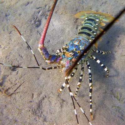 水生物杂谈 