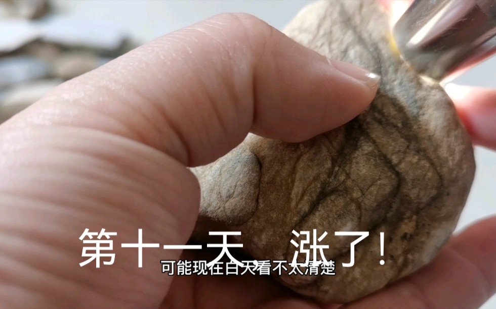 第十一天挑战公斤料切出冰种翡翠,虽然没到冰,但真的涨了