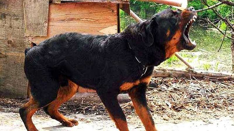 狗狗得狂犬病的五大症状,看到这样的狗一定要躲远,真的很危险!