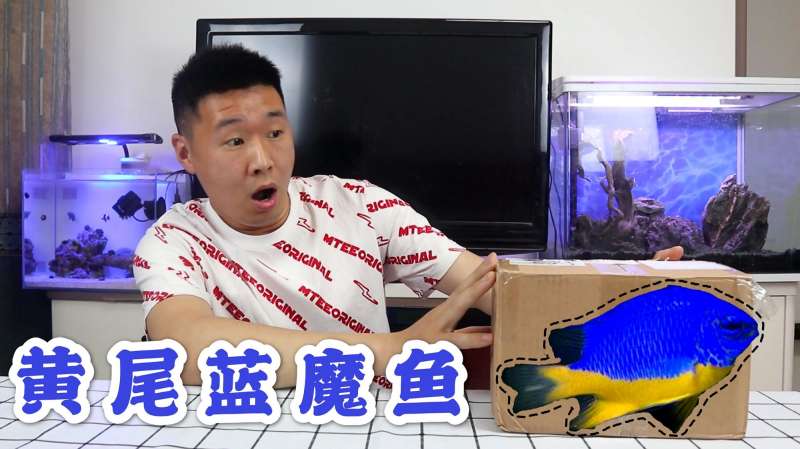 海洋动物开箱:买了1条超漂亮的黄尾蓝魔鱼,它真的会变颜色吗
