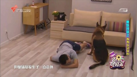 退役搜救犬主人突然摔倒,看到狗狗反应笑翻了。