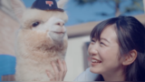 奇葩!日本邮局派草泥马送信:网友被萌哭