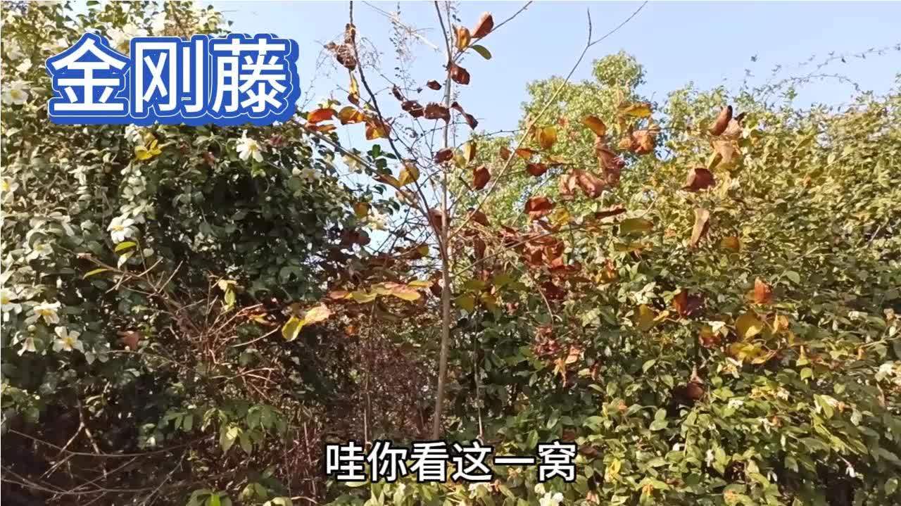 小六又发现了两窝金刚藤,起码有千多年了