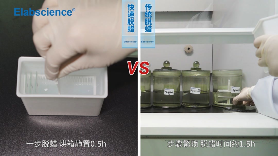 TUNEL石蜡切片脱蜡对比
