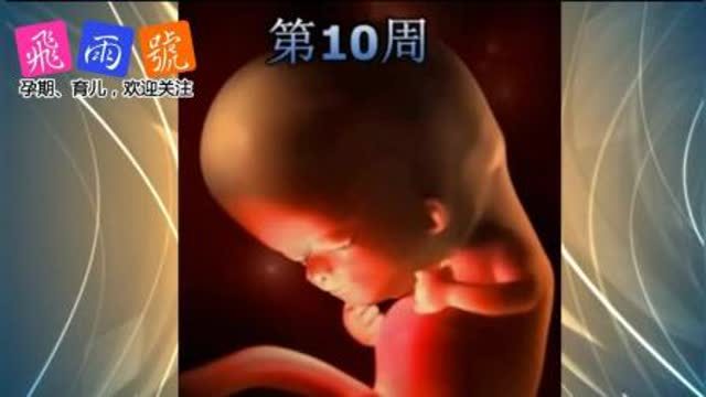 孕期胎儿成长发育过程3D动画演示,从第一周到第40周都全了!
