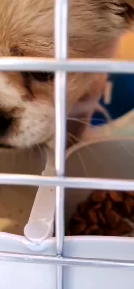 上海虹桥火车站宠物托运