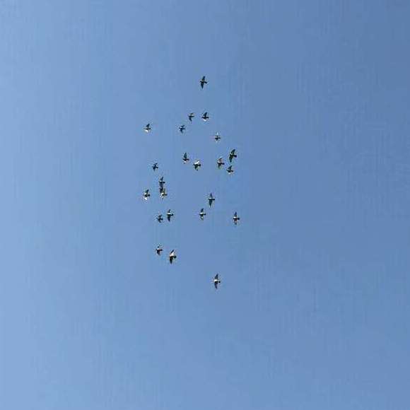 祥云鸽舍Pigeons 