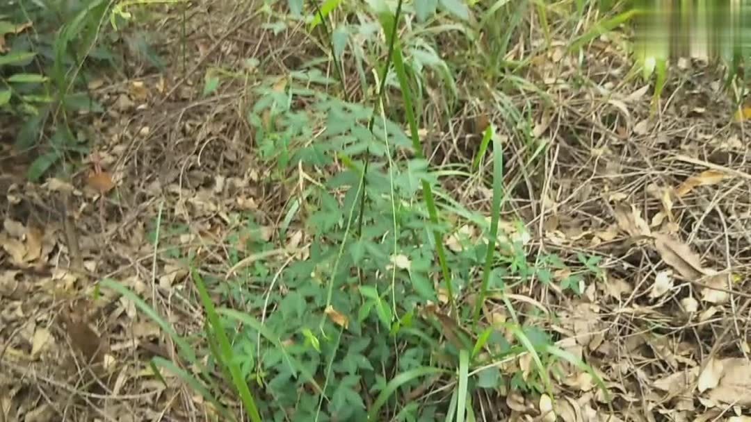 农村小伙帮亲戚上山挖草药,怕出错而特意留些叶子,据说用途很大