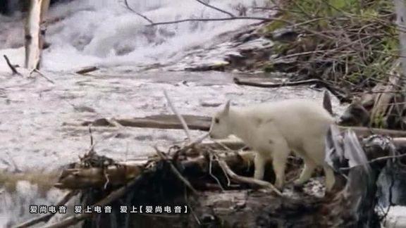 动感纯美电音《Kodi》旋律荡气回肠令人陶醉