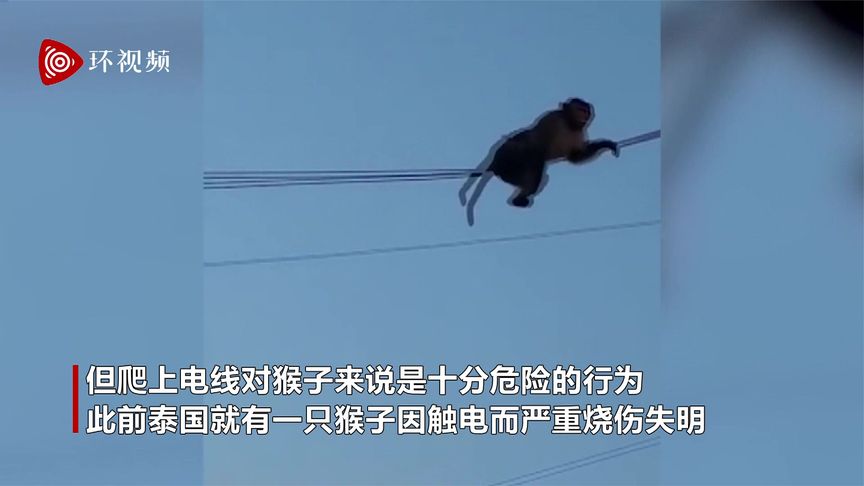 印度猴子使用电线当绳索 穿梭在建筑物之间