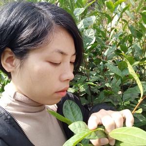 古村小申 