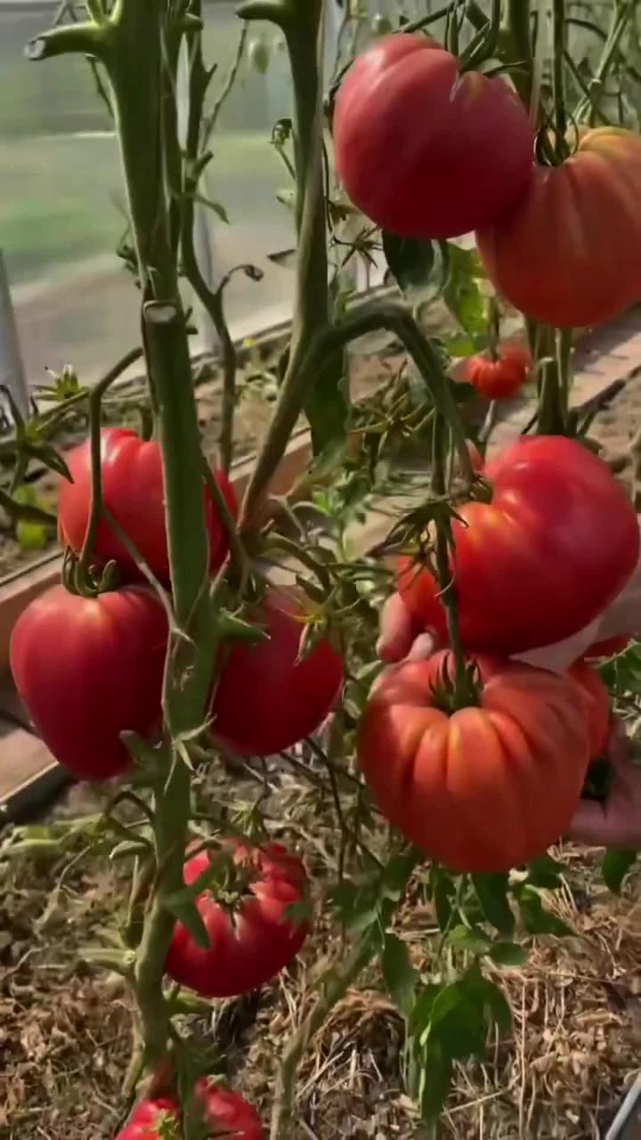 #番茄? #田园生活 #西红柿 #记录我的种植生活 #西红柿种植