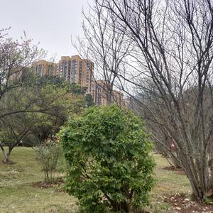 枕雨听风h 
