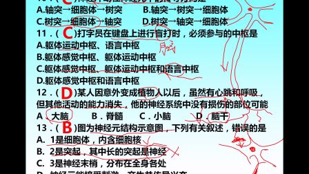 11-七(下)-《试卷15》神经系统结构