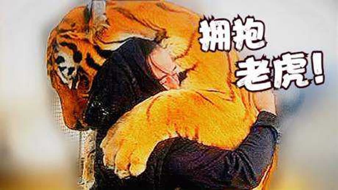 600斤老虎撒娇“求抱抱”!一张大脸委屈巴巴,男主人心都融化了