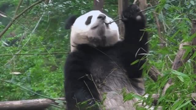 一位外国人将熊猫偷回美国,还将国宝卖给动物园,被誉为美国英雄