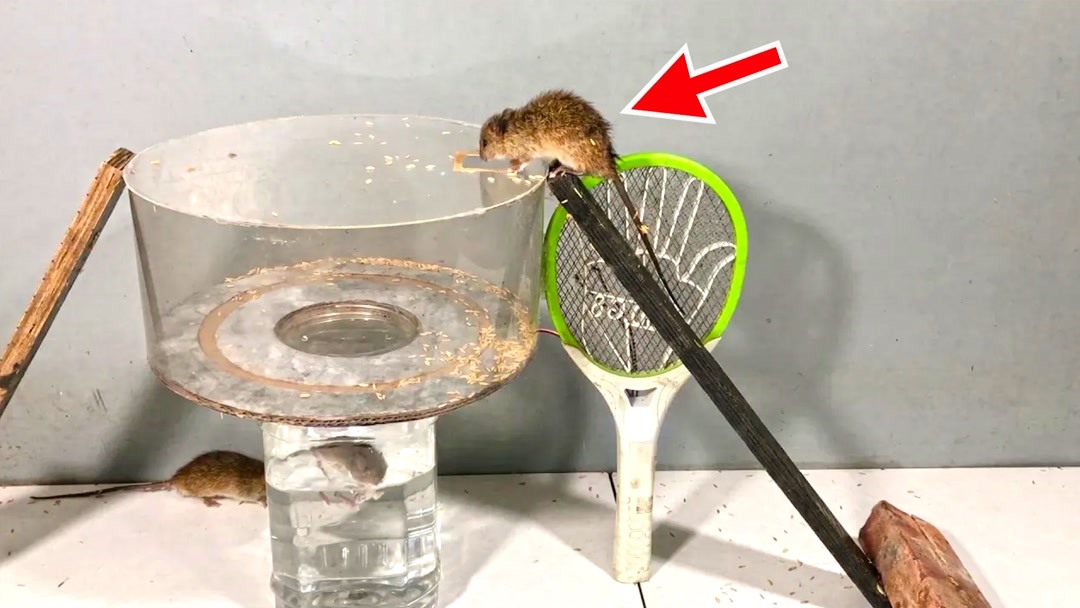 牛人自制捕鼠神器!一个电蚊拍,没想到威力那么大