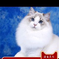 狂奔的悍驴 