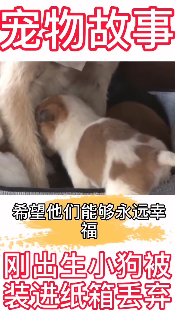 活在纸箱的狗狗