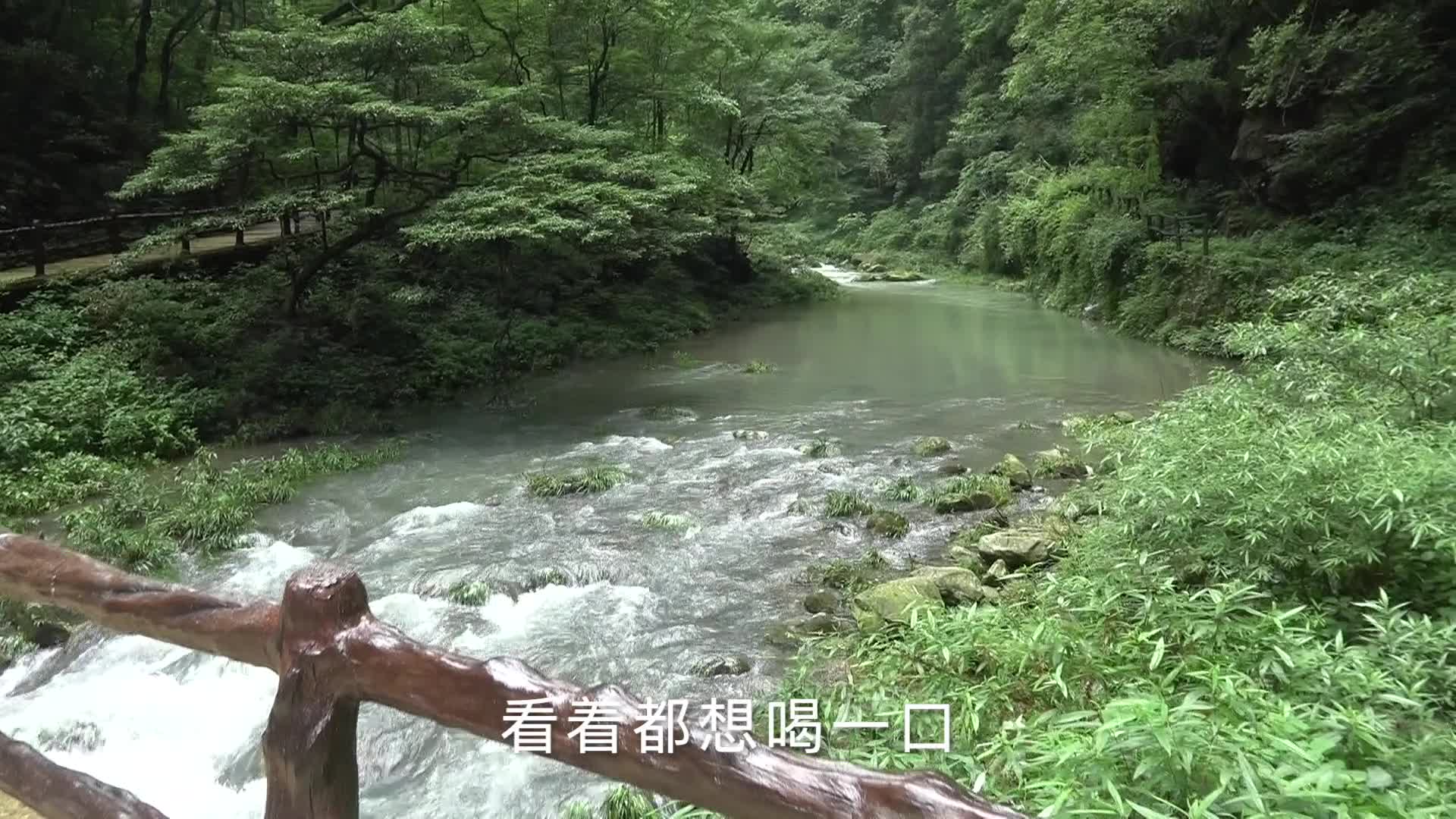 张家界金鞭溪风景区,绿树成荫山谷清幽,还有活泼好动的猴子
