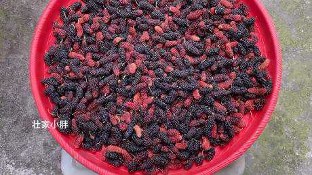 桑果大家都吃过,桑果酒你一定没喝过,去看看小胖是怎么做的