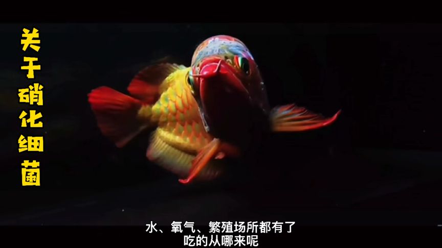 养鱼先养水都知道,养水要用硝化细菌也明白,硝化细菌做什么的?