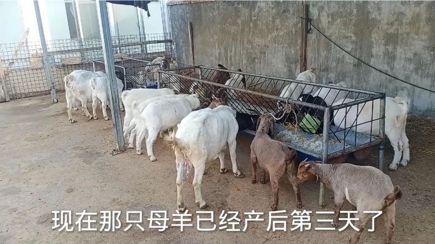 养殖的利润就在于技术过硬,成活率百分百,细心观察和管控,加油