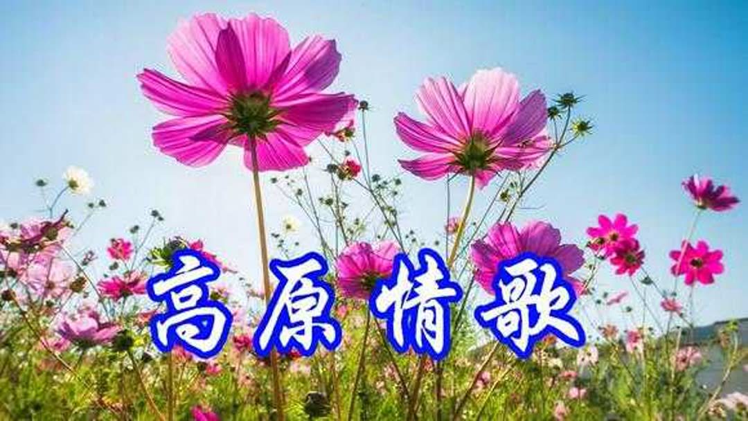 阿鲁阿卓《高原情歌》宛如被天使吻过的雪域天籁之音,好听之极