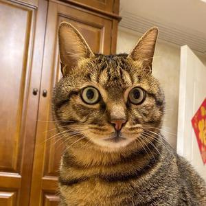 妞妞是只狸花猫啊 