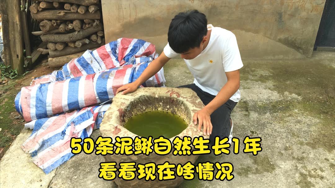 50条泥鳅在大缸里自然生长一年,今天把水放干,看看缸里是啥情况