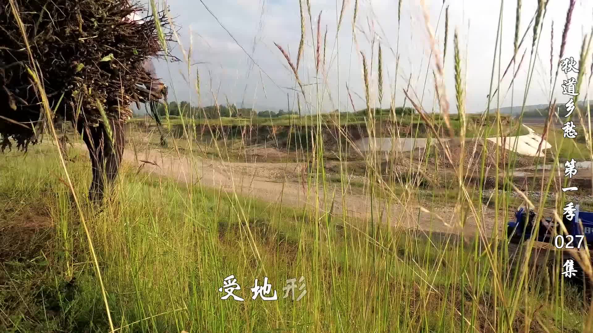 老家的大豆熟了,实拍农村庄稼人农忙,丰收的喜悦,粒粒皆辛苦!