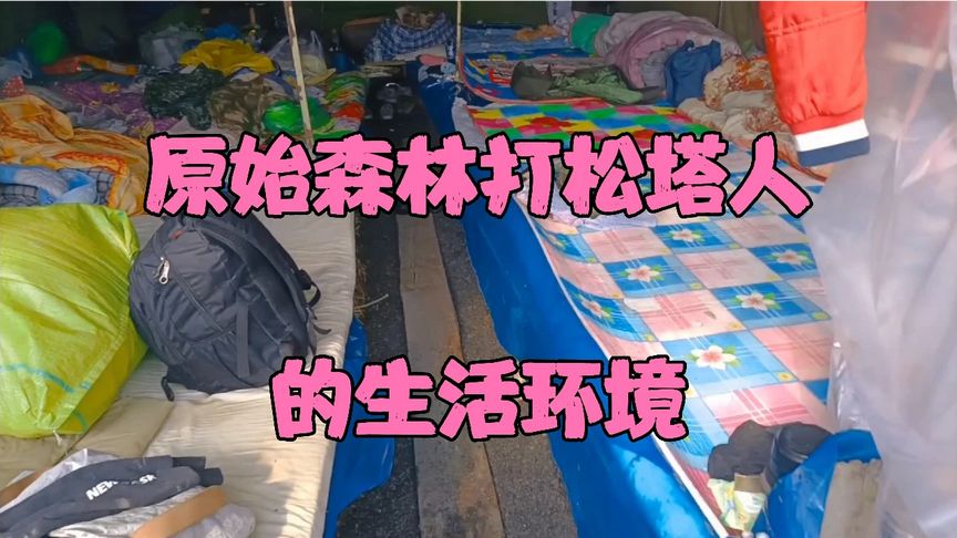 原始森林里的打松塔人,做着最危险的工作, 住着简陋的大通铺!