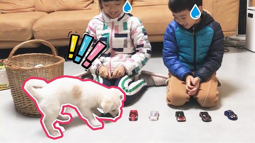 大小米萌卡车神对战,车神被狗狗叼走了,快去夺回来!