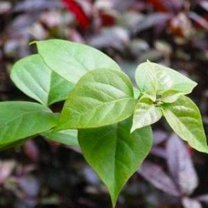 桑梦叶缘 
