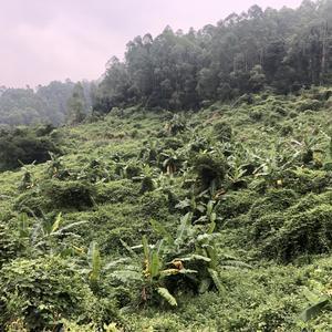 中山美哥 