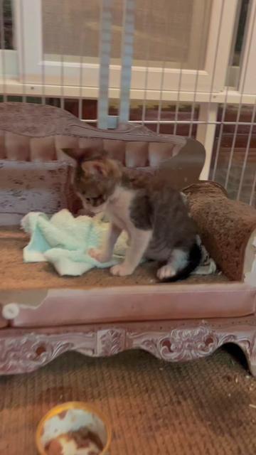 我家茶茶终于获得妈妈和哥哥的关注了!我和我的猫