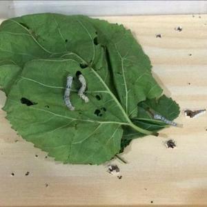 喜欢读昆虫记的小孔 