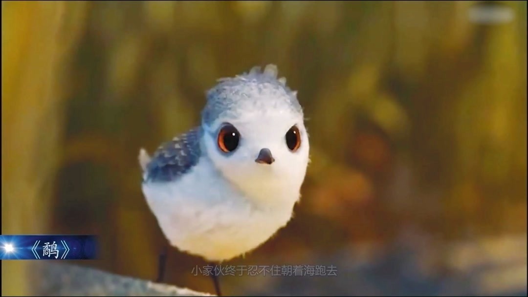 皮克斯最萌的动画短片《鹬》,暖心治愈,适合家庭教育观看