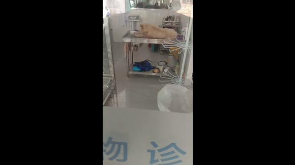 我家狗狗病好久,现带他去治疗