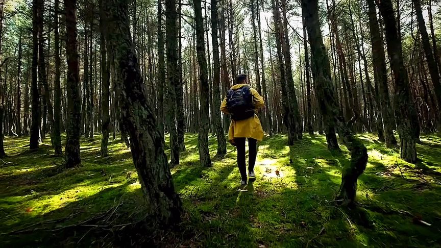 身处森林中的唯美视频素材#大自然 #森林 #森林氧吧