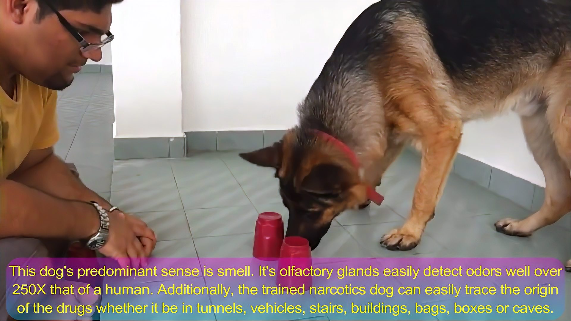 十只世界上嗅觉最好的犬,排第一的名副其实!