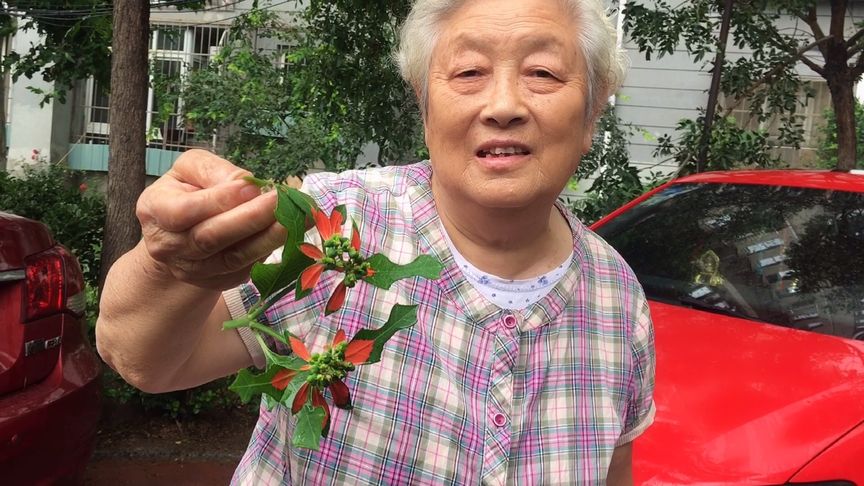 会说上海话的妈妈有双善于发现美的眼睛,带我去看草丛中的野花