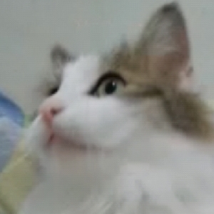 唐僧开着小电驴 