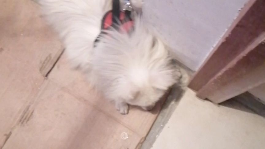 第一次拍视频,请大家见谅,不要喷此视频