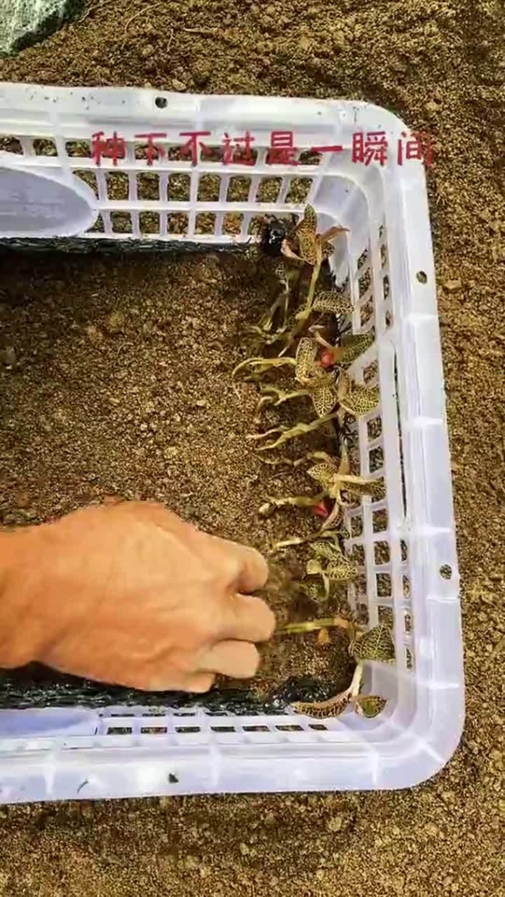 林下经济,主要是指以林地资源和森林生态环境为依托,发展起来的林下...